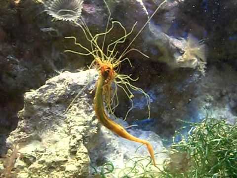 Snail Laying squiggly eggs? Or spaghetti worm | Reef2Reef